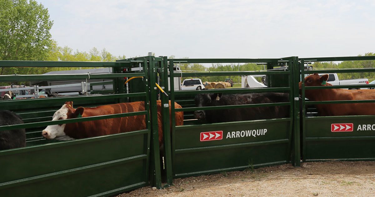 Couloir de contention pour bovins - Couloir de… | Arrowquip